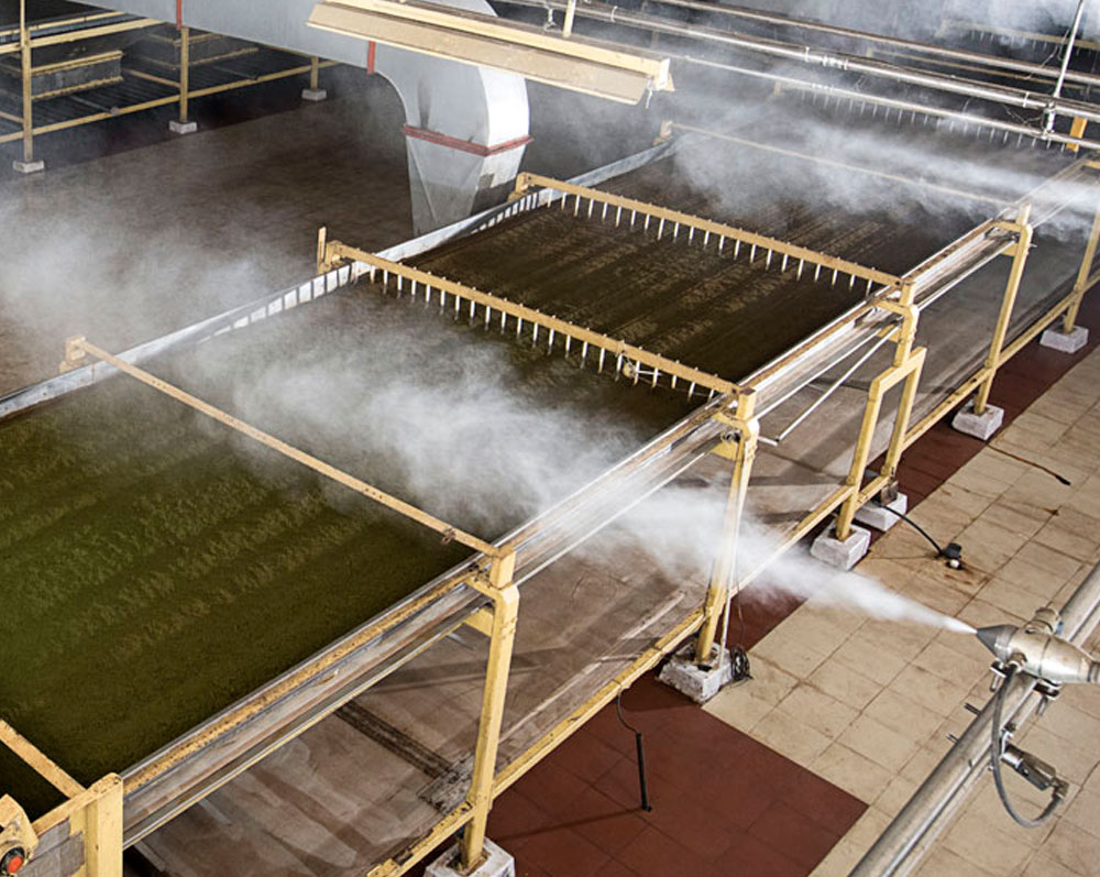 Continental Tea - Premium Sri Lankan Tea