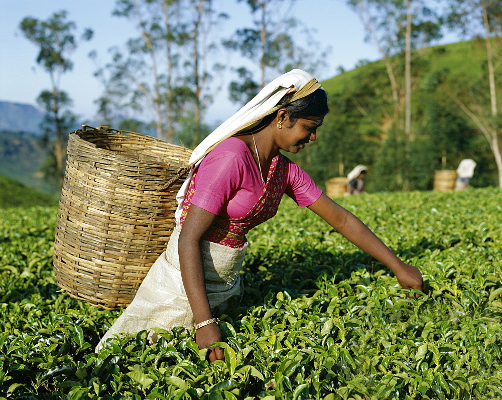 Continental Tea - Premium Sri Lankan Tea